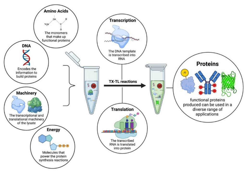 Components of Cell free Protein Expression Systems